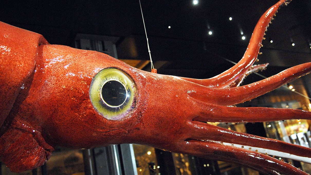 Giant Squid – The Mysterious Deep Sea Creature - Jinzo X