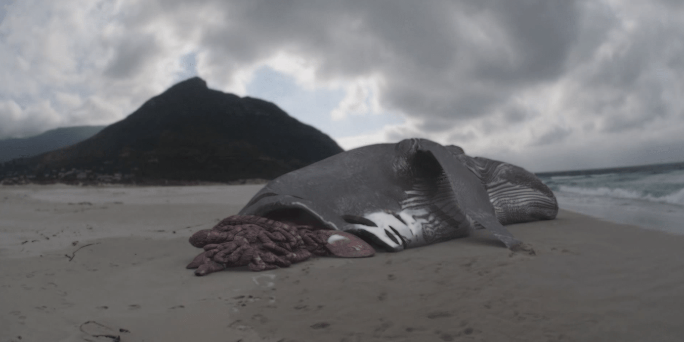 Megalodon Sightings — Are These Sharks Still Alive Today? - Jinzo X