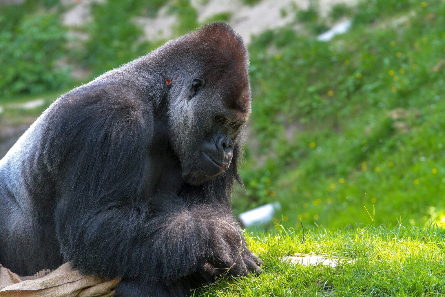 Gorilla – The largest living primate in the world - Jinzo X